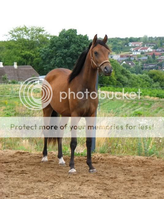 Ny hest (OX araber) og Sani - Opslag, billeder og video - Heste-Nettet.dk