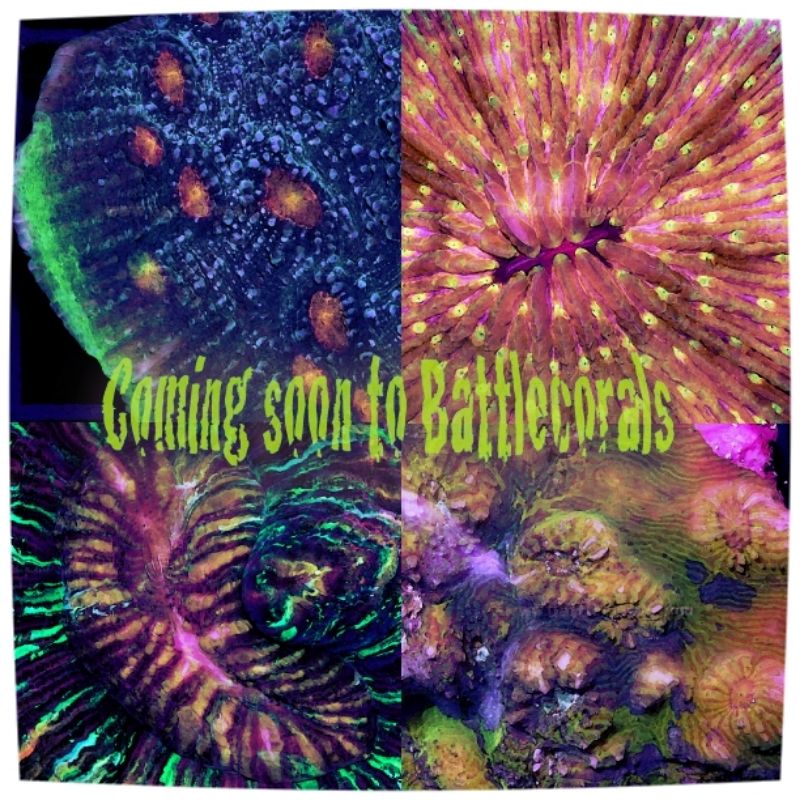 ELLLLLLL PEEEEEE ESSSSSSs!!!!!!! | Reef2Reef