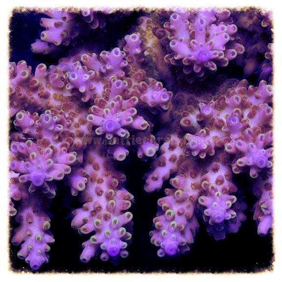 ELLLLLLL PEEEEEE ESSSSSSs!!!!!!! | Reef2Reef