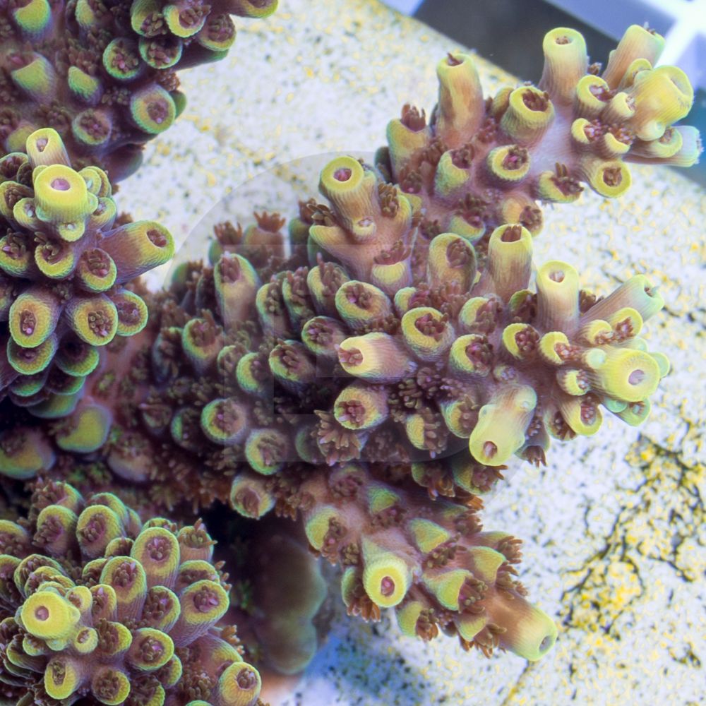 !!!LEMON HAMMER, NOT JUST ANOTHER AVERAGE YELLOW TIP, WELL SORT OF ...