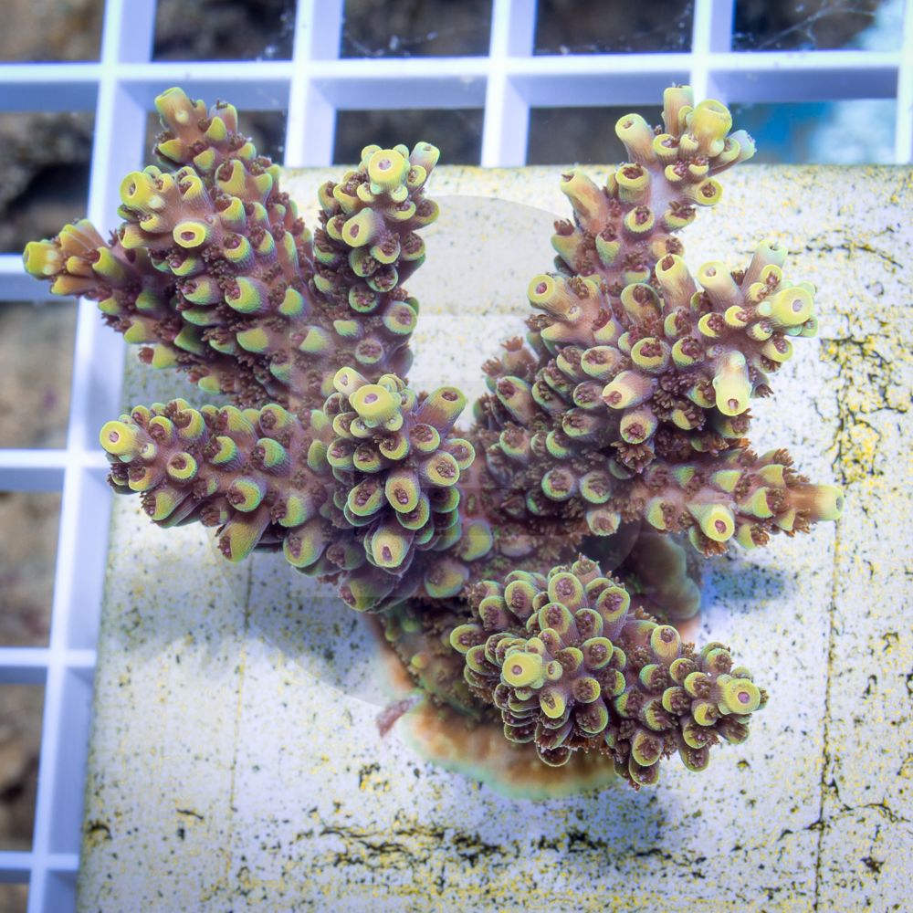 !!!LEMON HAMMER, NOT JUST ANOTHER AVERAGE YELLOW TIP, WELL SORT OF ...