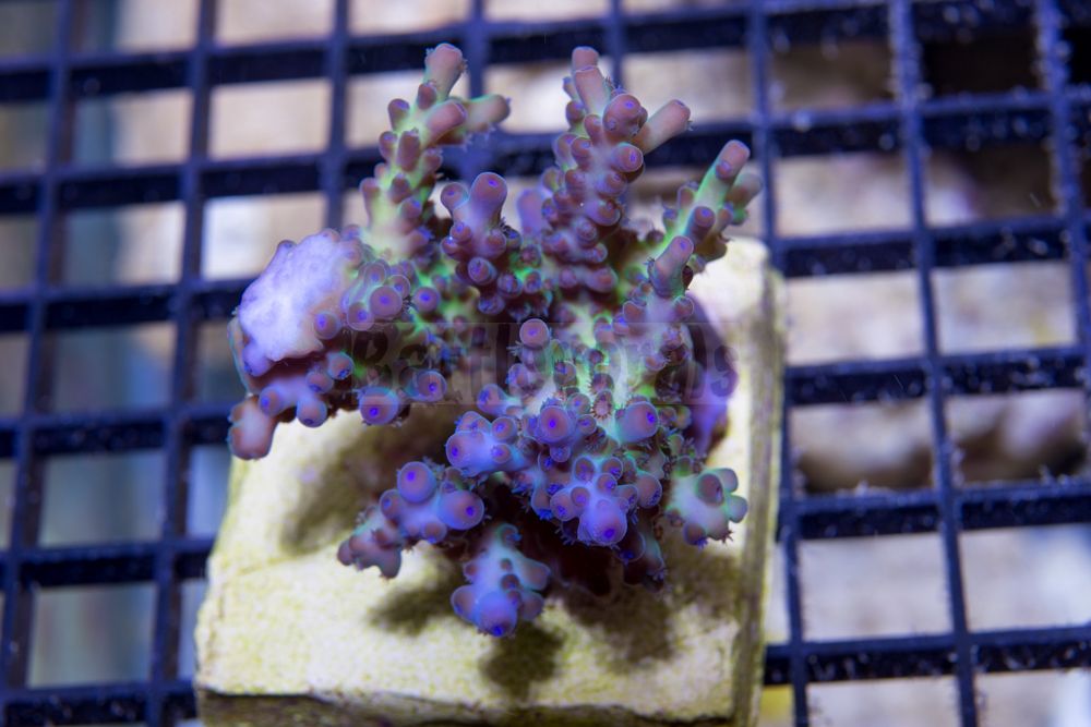 !!!The HIM HAWER!!! | Reef2Reef