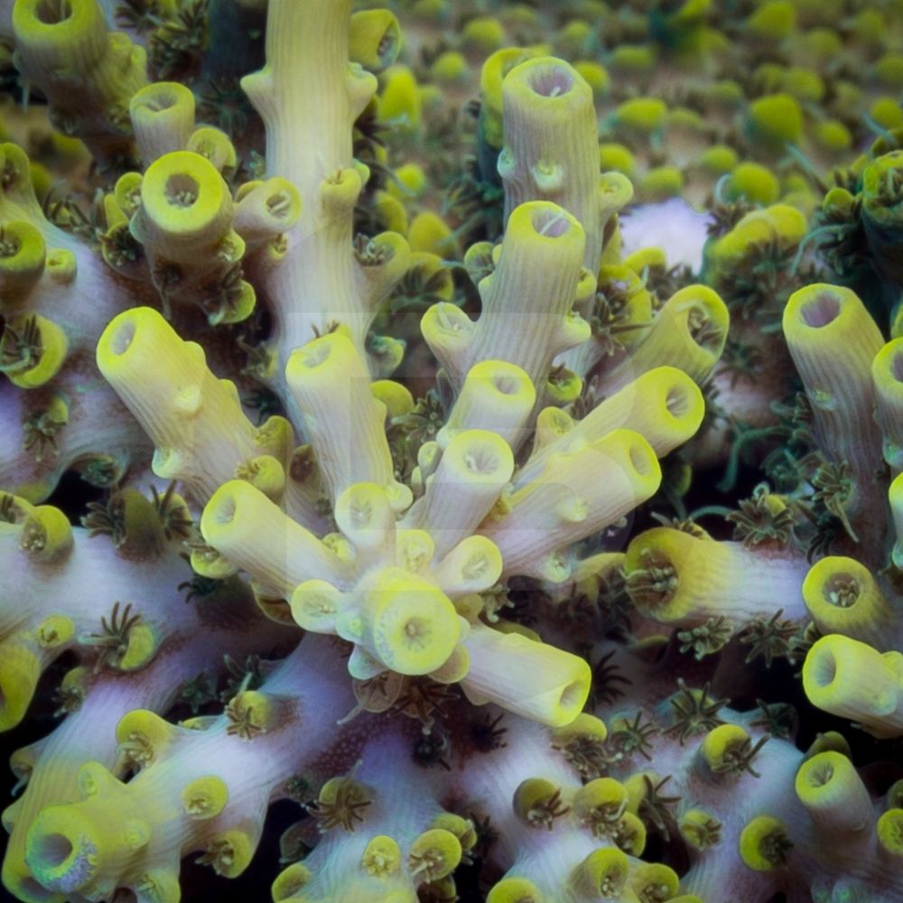 !!!DEATH LEMON COMETH DEATH LEMON HERE!!! | Reef2Reef