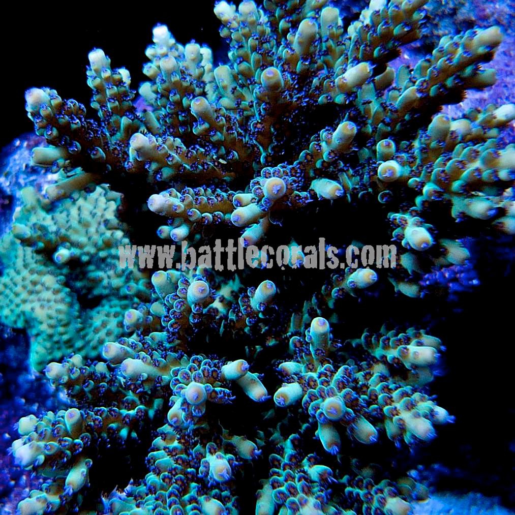 ORA German Blue Polyp Acropora | Reef2Reef