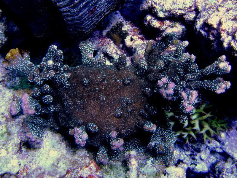 The (Almost) "Full Monti": A biased and overly-opinionated look at the ...