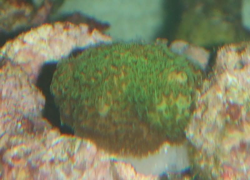 ultimate frags insane sunset milli, have you got one? - Reef Central ...