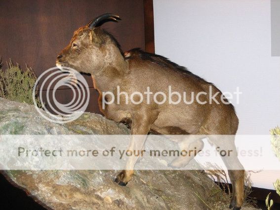 Extinct reptile-like goat in Balearic islands | Dear Kitty. Some blog