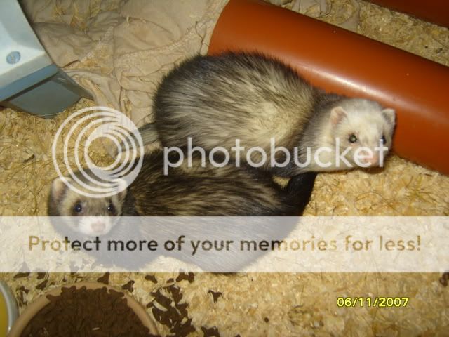 **Stunning Female Ferrets For Rehoming (Wiltshire)** | Reptile Forums