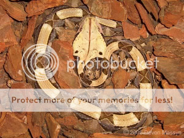 Best looking snake I've seen | Page 3 | Aussie Pythons & Snakes Forum